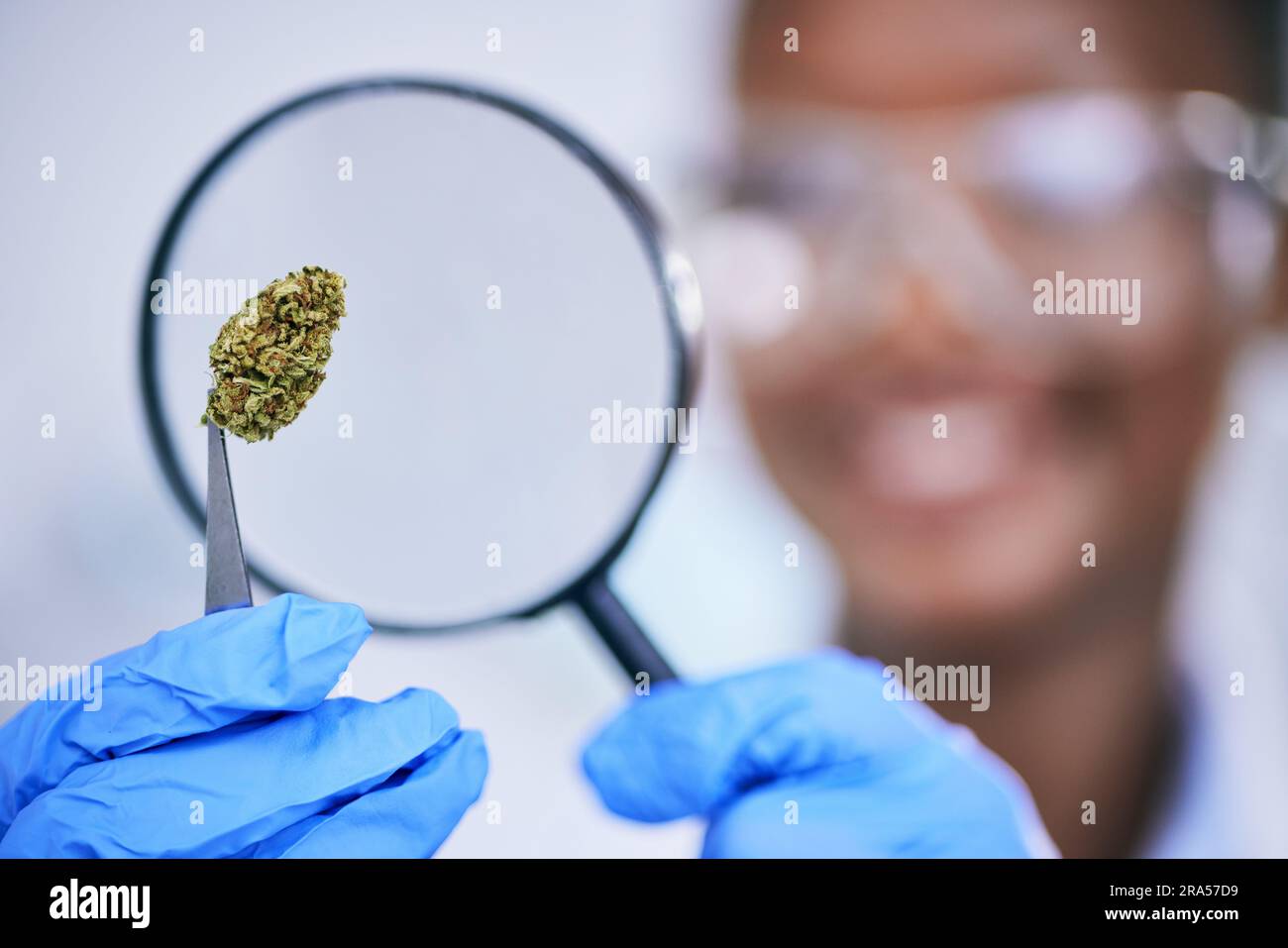 Scientist, analysis of marijuana bud and magnifying glass, science study for medical research ...