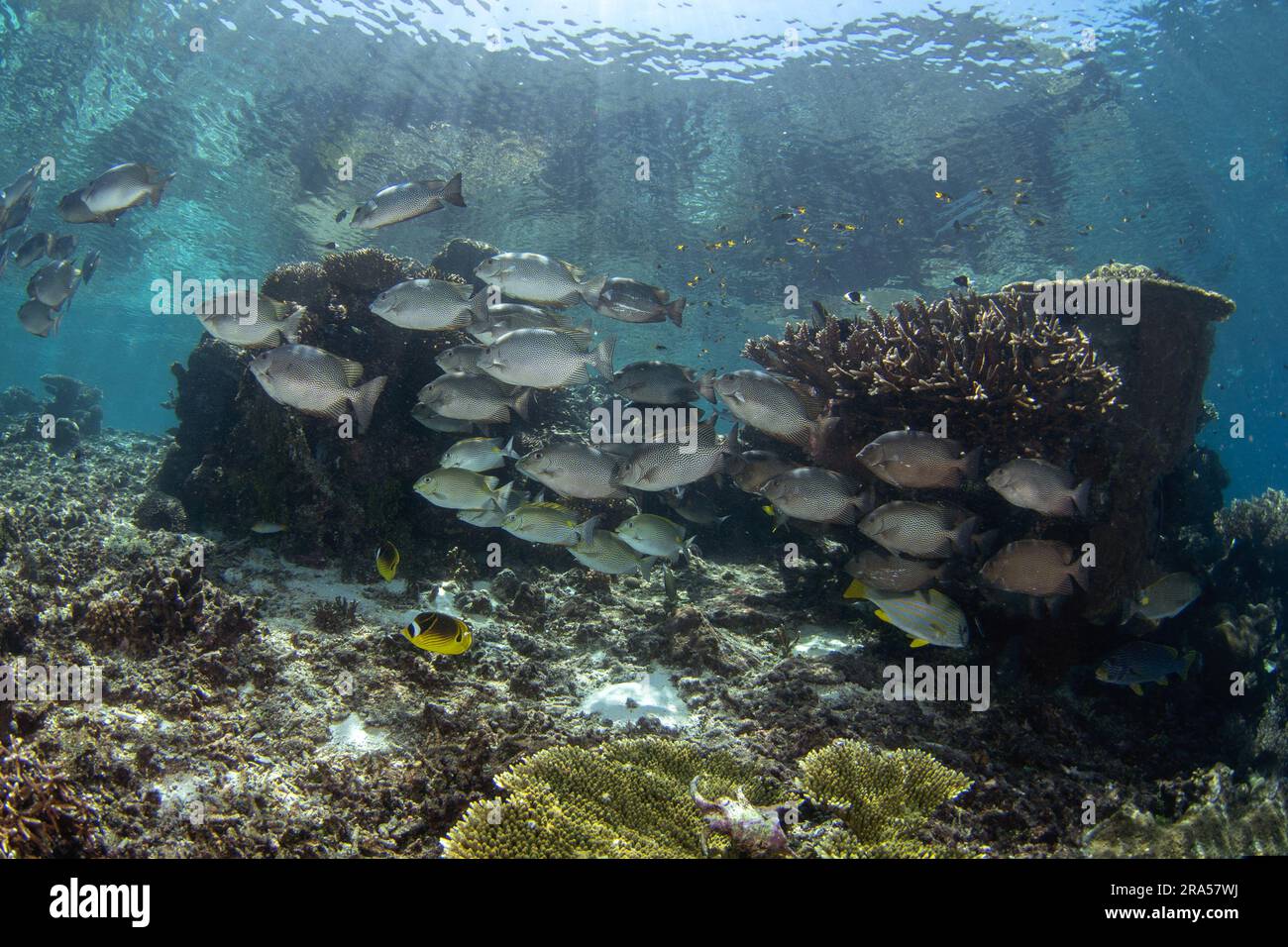 Lined rabbitfish and vermiculated spinefoot are swimming together in ...
