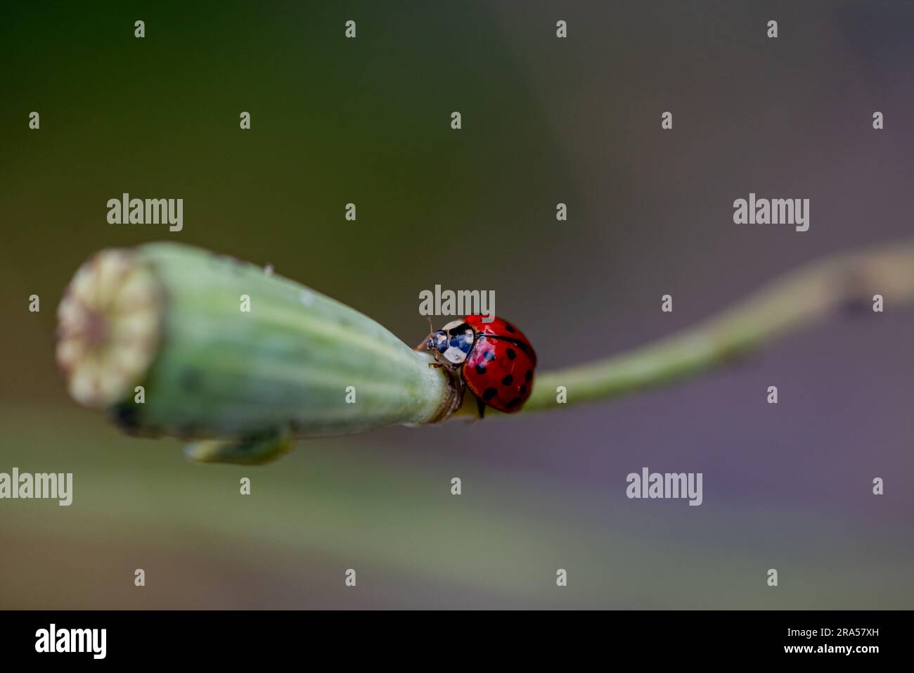 closeup of a ladybug on a seed pod of a poppy plant Stock Photo - Alamy