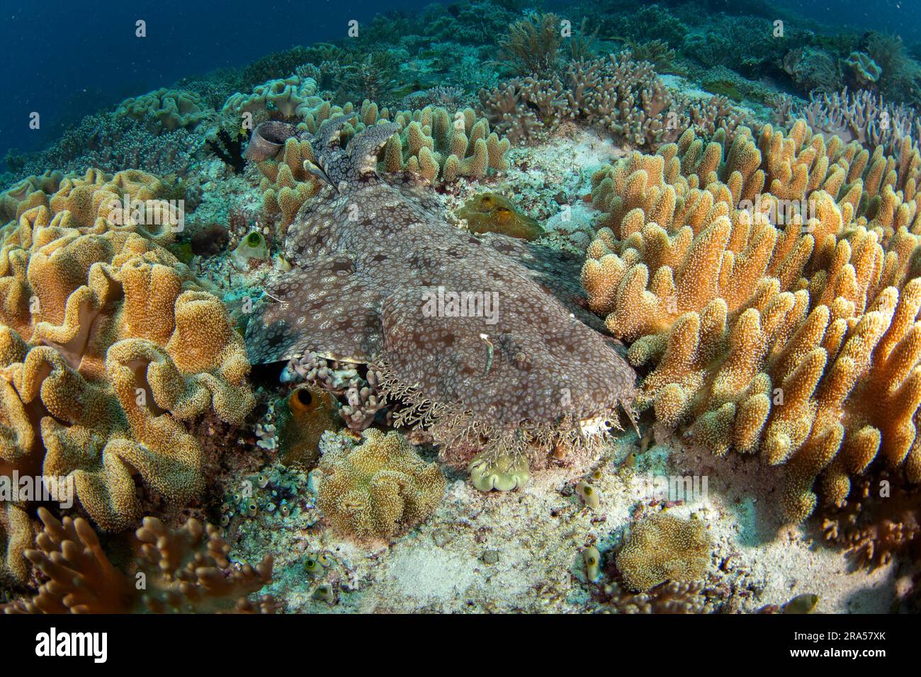 Tasselled wobbegong is laing on the bottom during dive. Eucrossorhinus ...