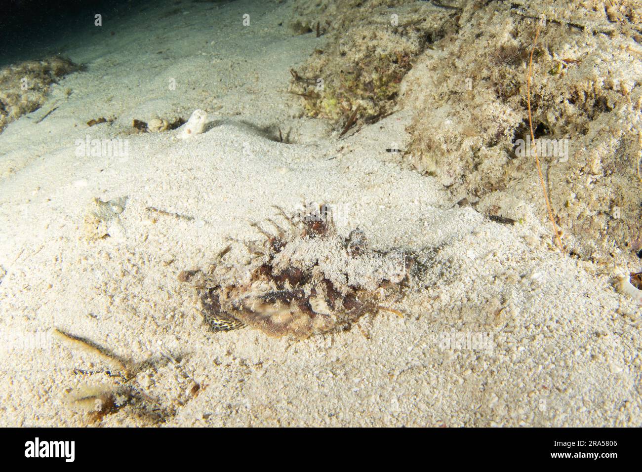 Spiny fin hi-res stock photography and images - Alamy