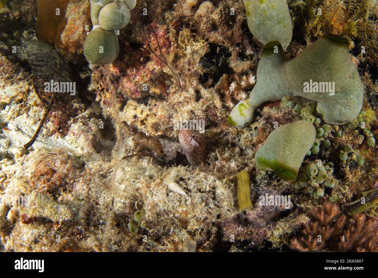 White mouth moray, isolated hi-res stock photography and images - Alamy