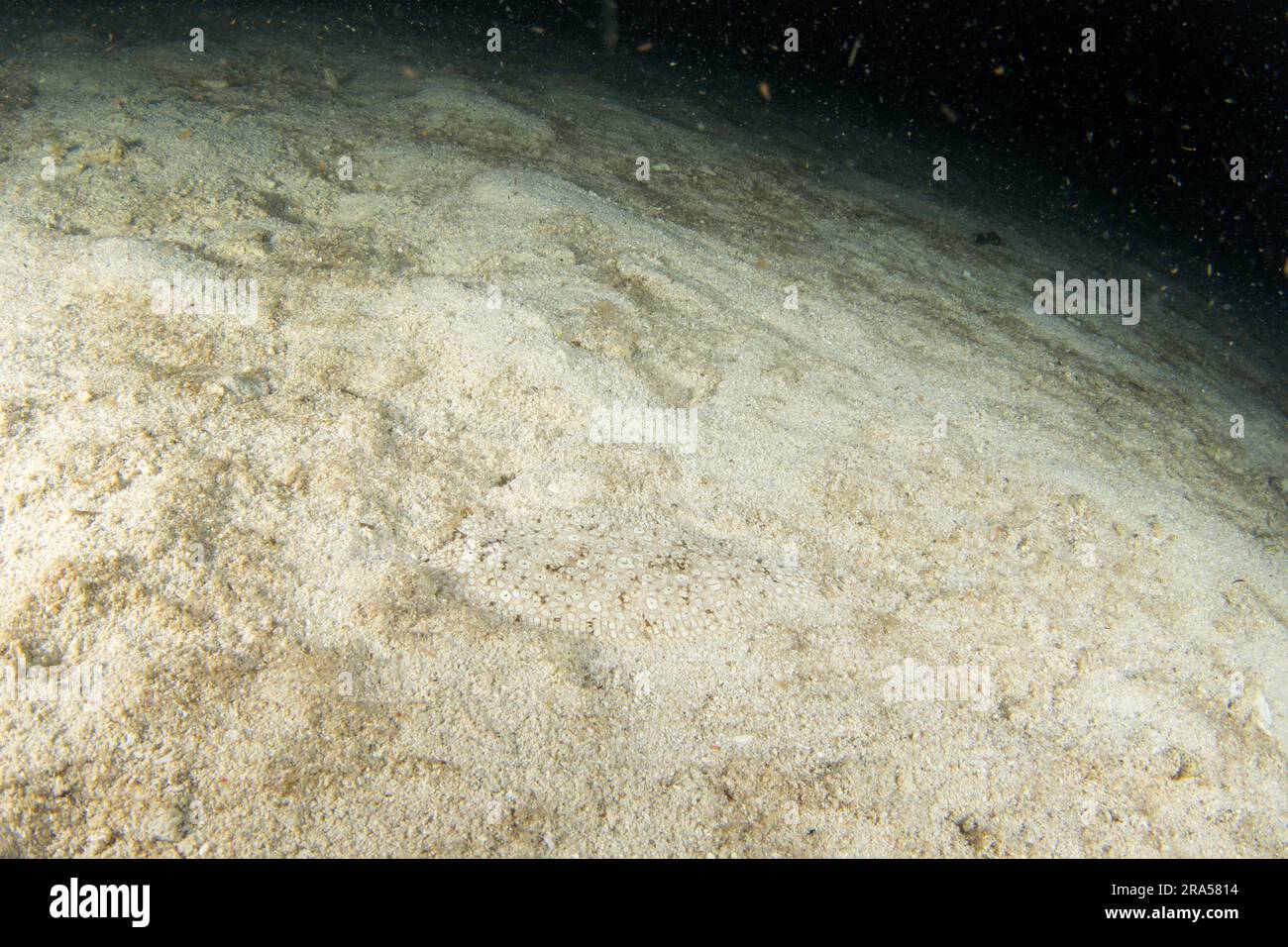 Blackspotted sole hi-res stock photography and images - Alamy