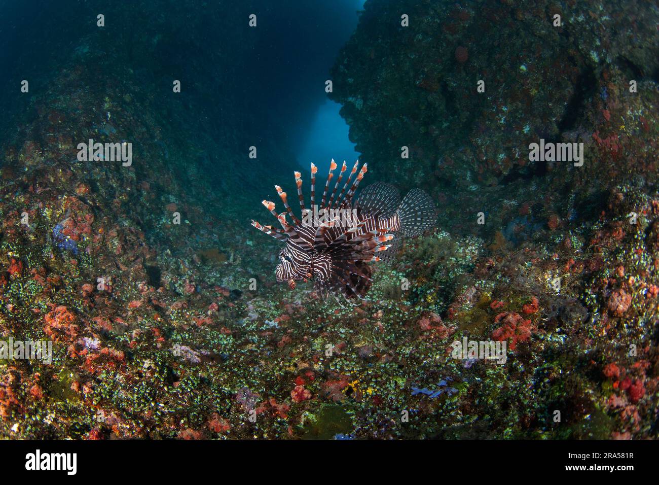 Pterois volitans long fin hi-res stock photography and images - Alamy