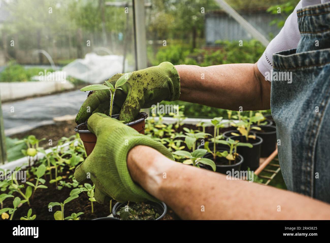 Individual bud forms hi-res stock photography and images - Alamy