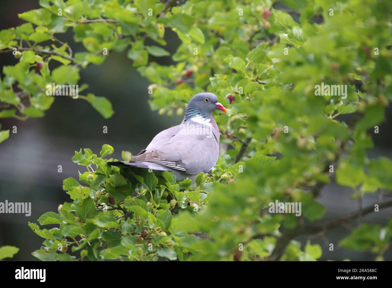 Beautiful single dove sitting against green natural background ...
