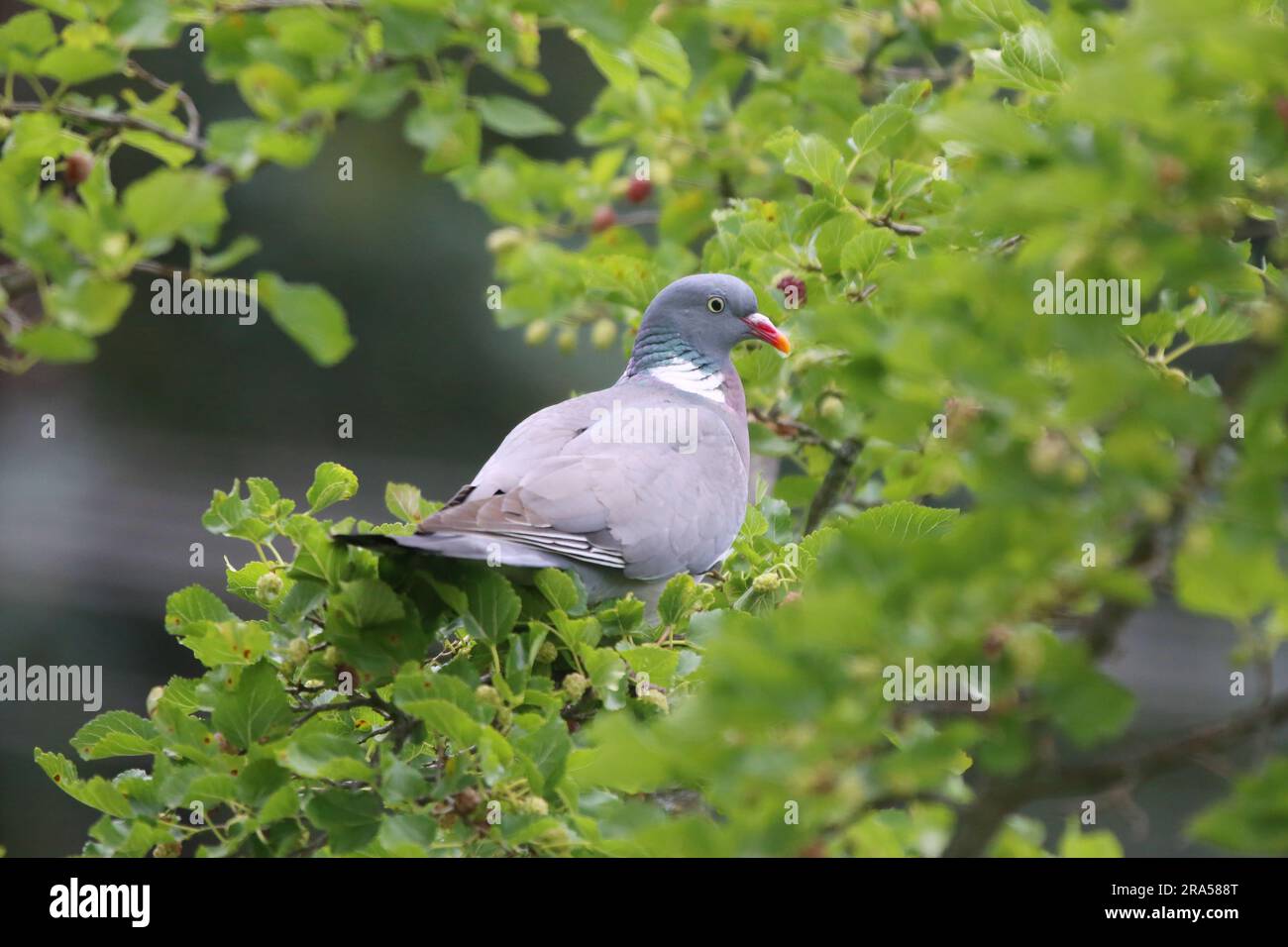 Beautiful single dove sitting against green natural background. European columba palambus sit ...