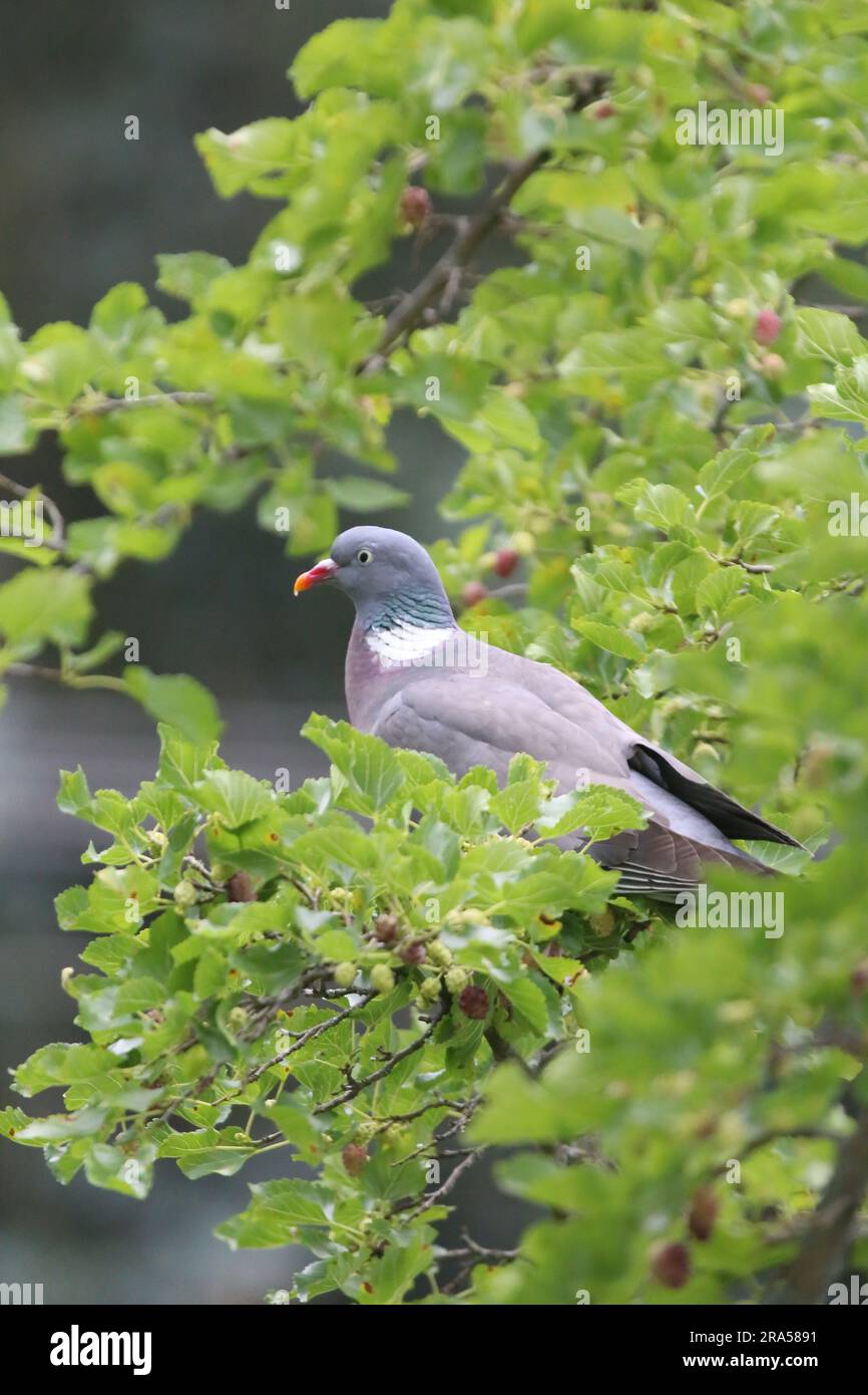 Beautiful single dove sitting against green natural background ...