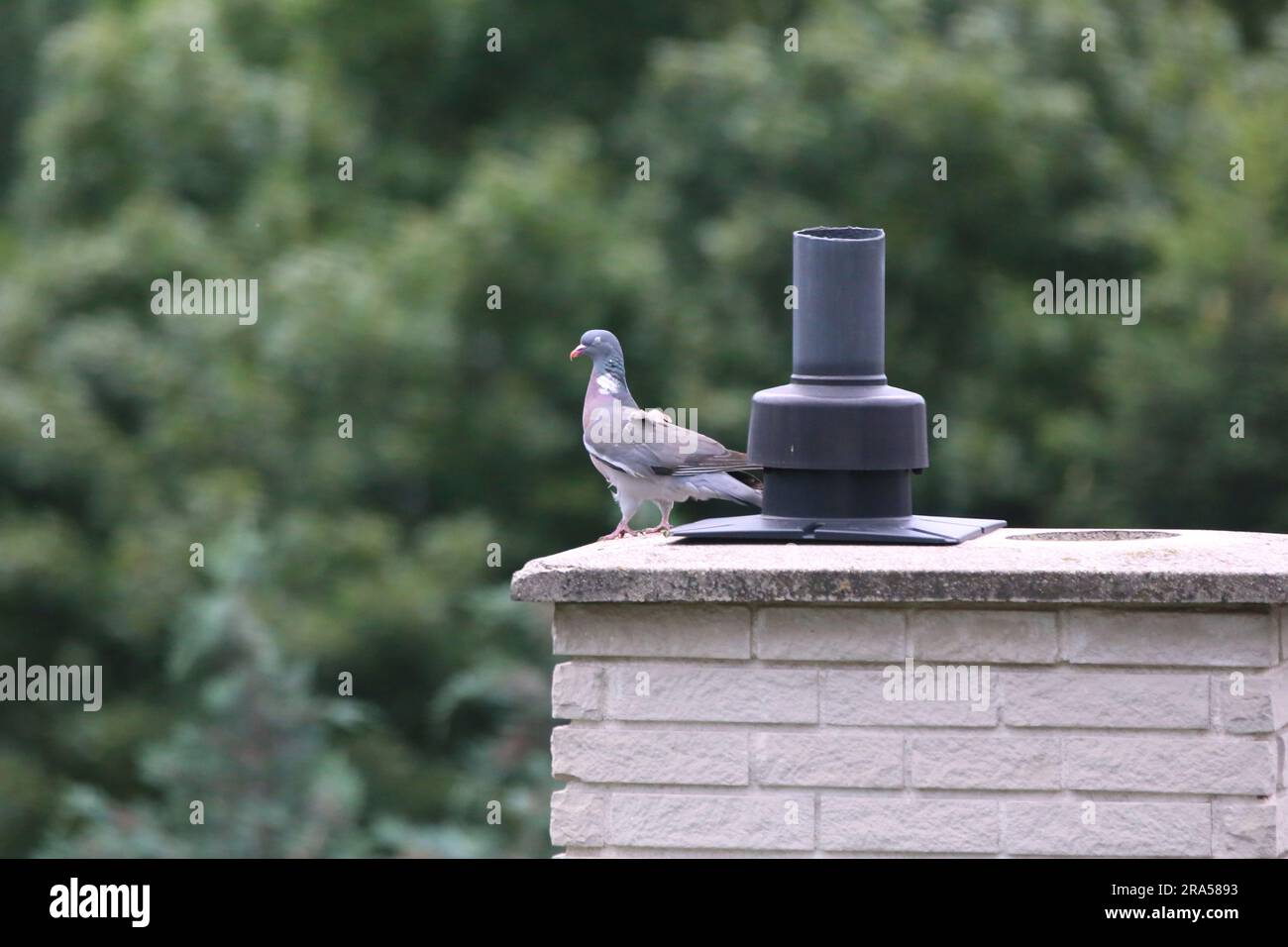 Beautiful single dove sitting against green natural background ...