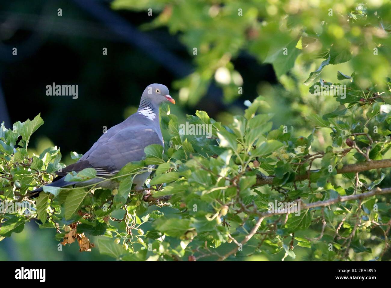 Beautiful single dove sitting against green natural background ...