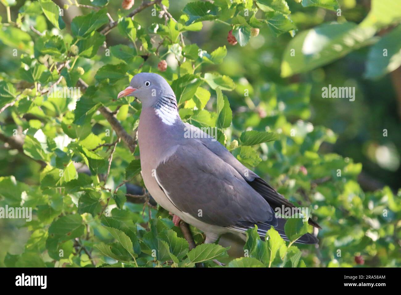 Beautiful single dove sitting against green natural background ...