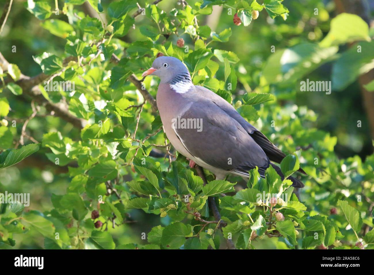 Beautiful single dove sitting against green natural background ...