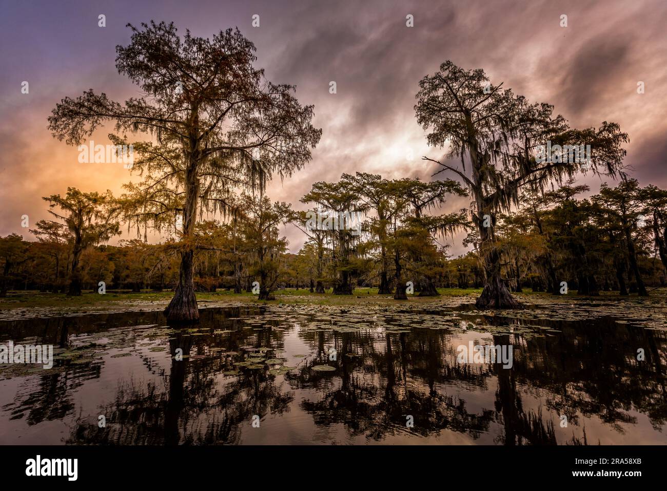 The beauty of the trees in the wetland of the Caddo Lake State Park ...
