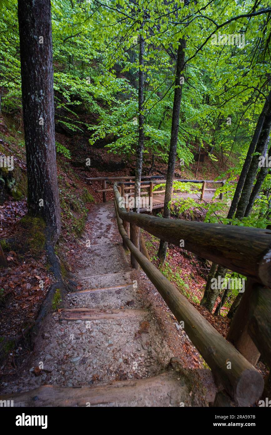 Hilly hiking path in a green forest with wooden rail. Beautiful hiking ...