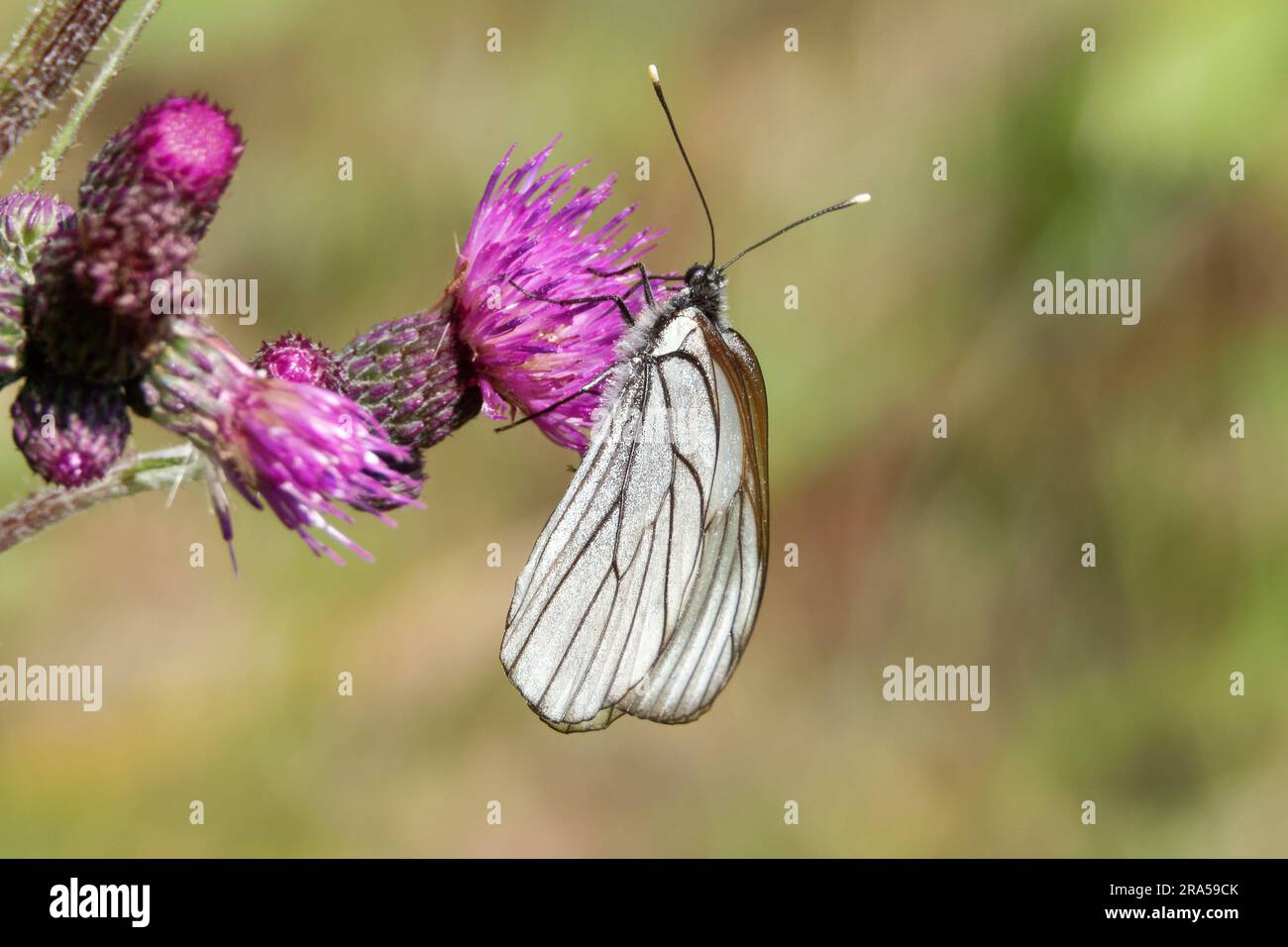 Aporia crataegi, the black-veined white, is a large butterfly of the ...