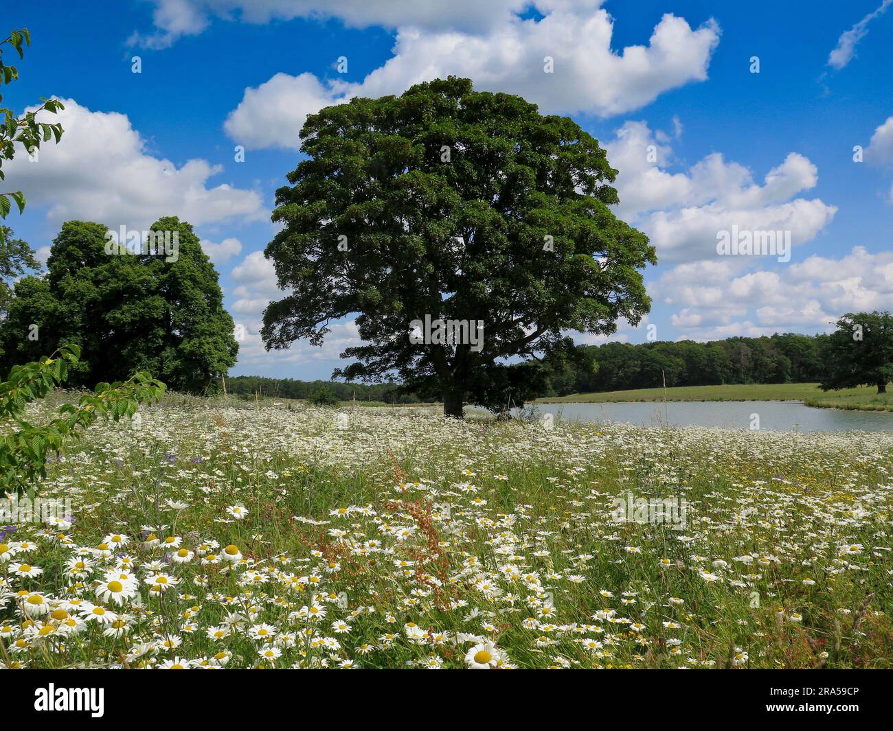 Orange daisy flower heads hi-res stock photography and images - Alamy