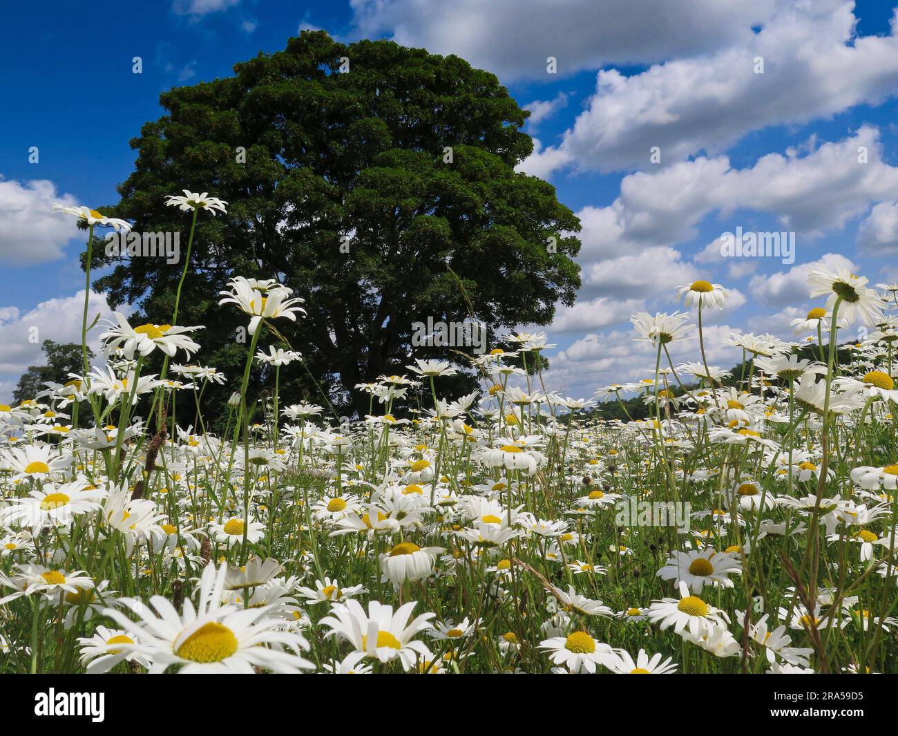 Oxeye daisy seeds hi-res stock photography and images - Alamy