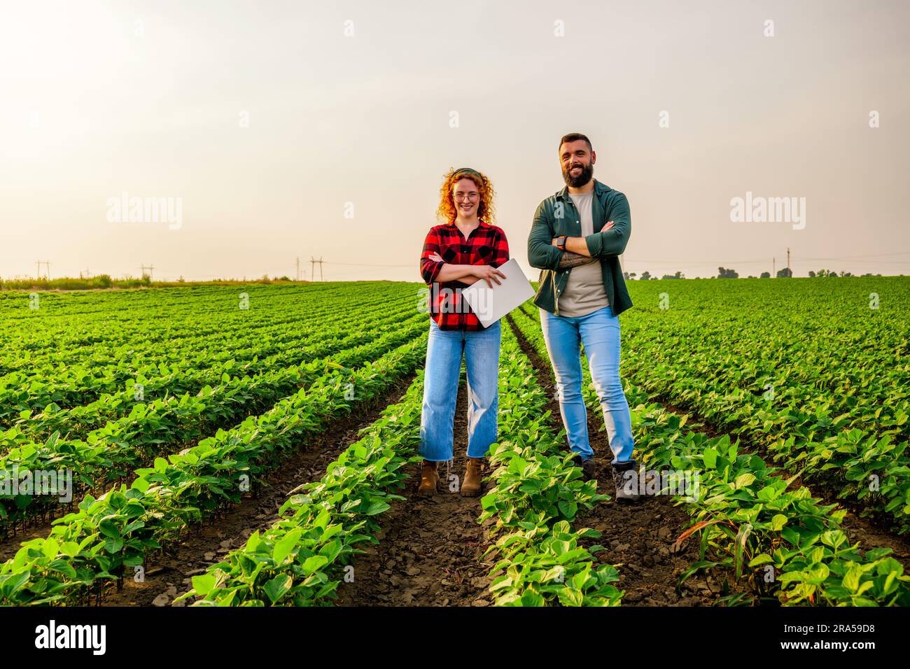 Family agricultural occupation. Man and woman are cultivating soybean ...