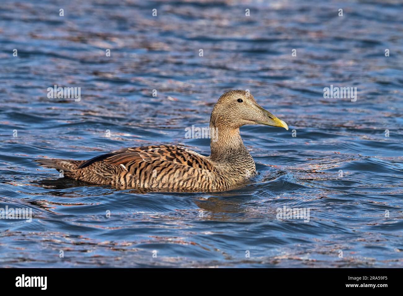 Common eider species sea hi-res stock photography and images - Alamy