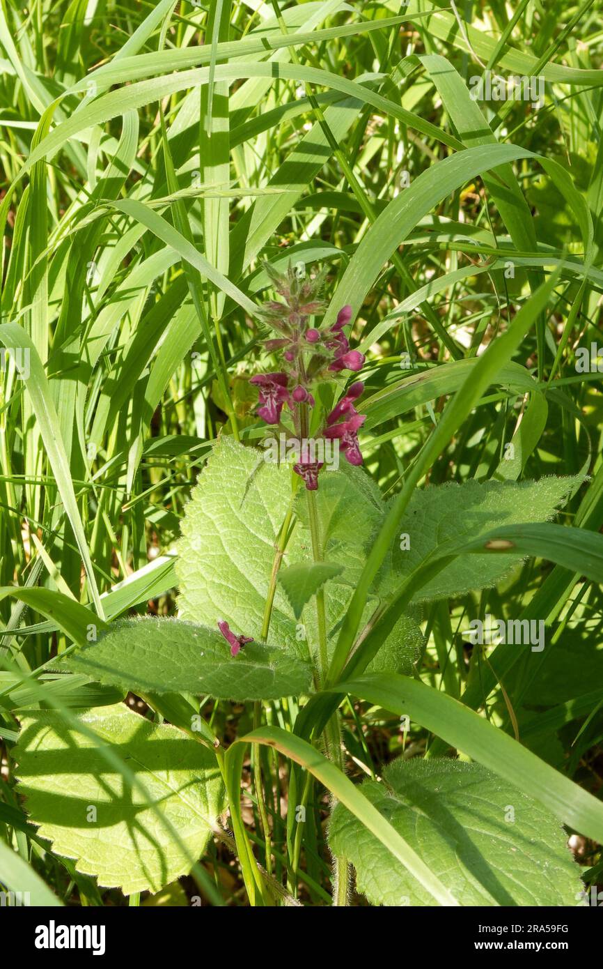 Stachys sylvatica, commonly known as hedge woundwort,[1] whitespot,[2 ...