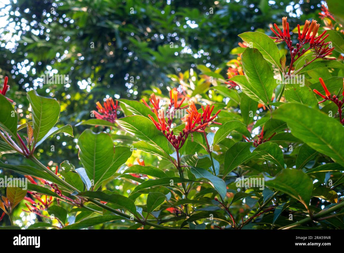 Hamelia patens small tree with orange flowers. Uttarakhand India Stock ...