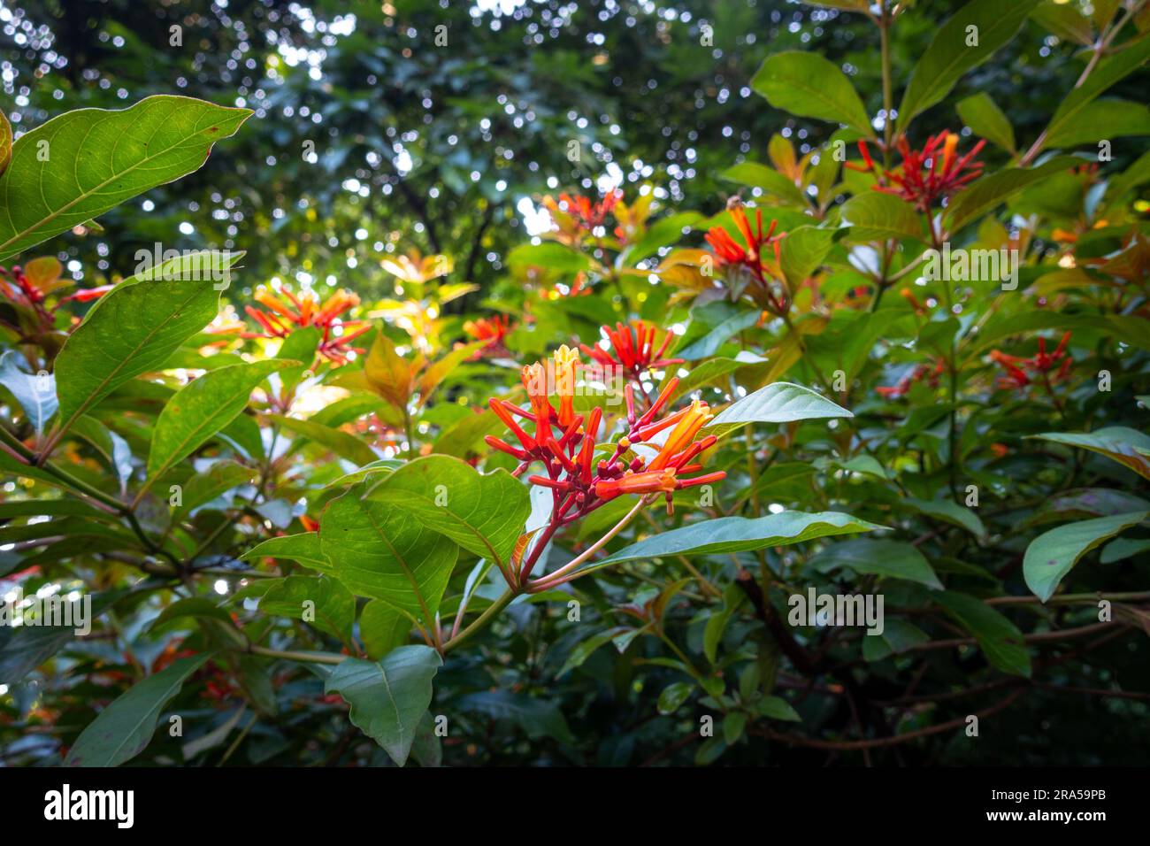 Hamelia patens small tree with orange flowers. Uttarakhand India Stock ...