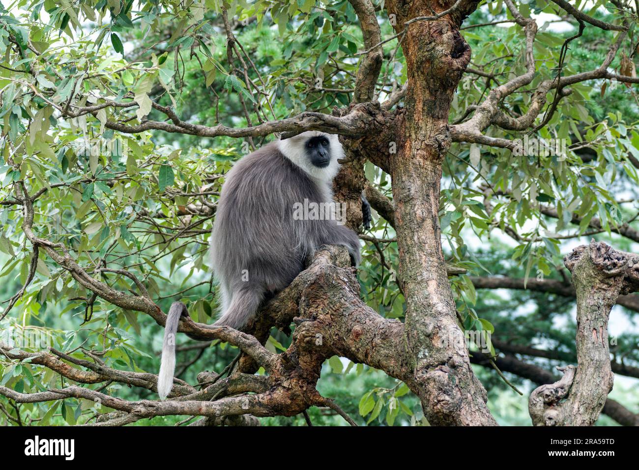 A langur sits in an oak tree in Dharamshala, India, Saturday, July 1 ...