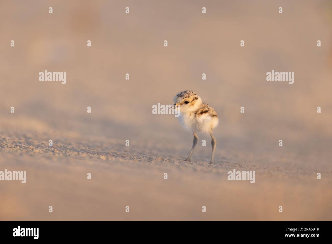 Wader or shorebirds, Kentish plover chick on the beach Stock Photo - Alamy