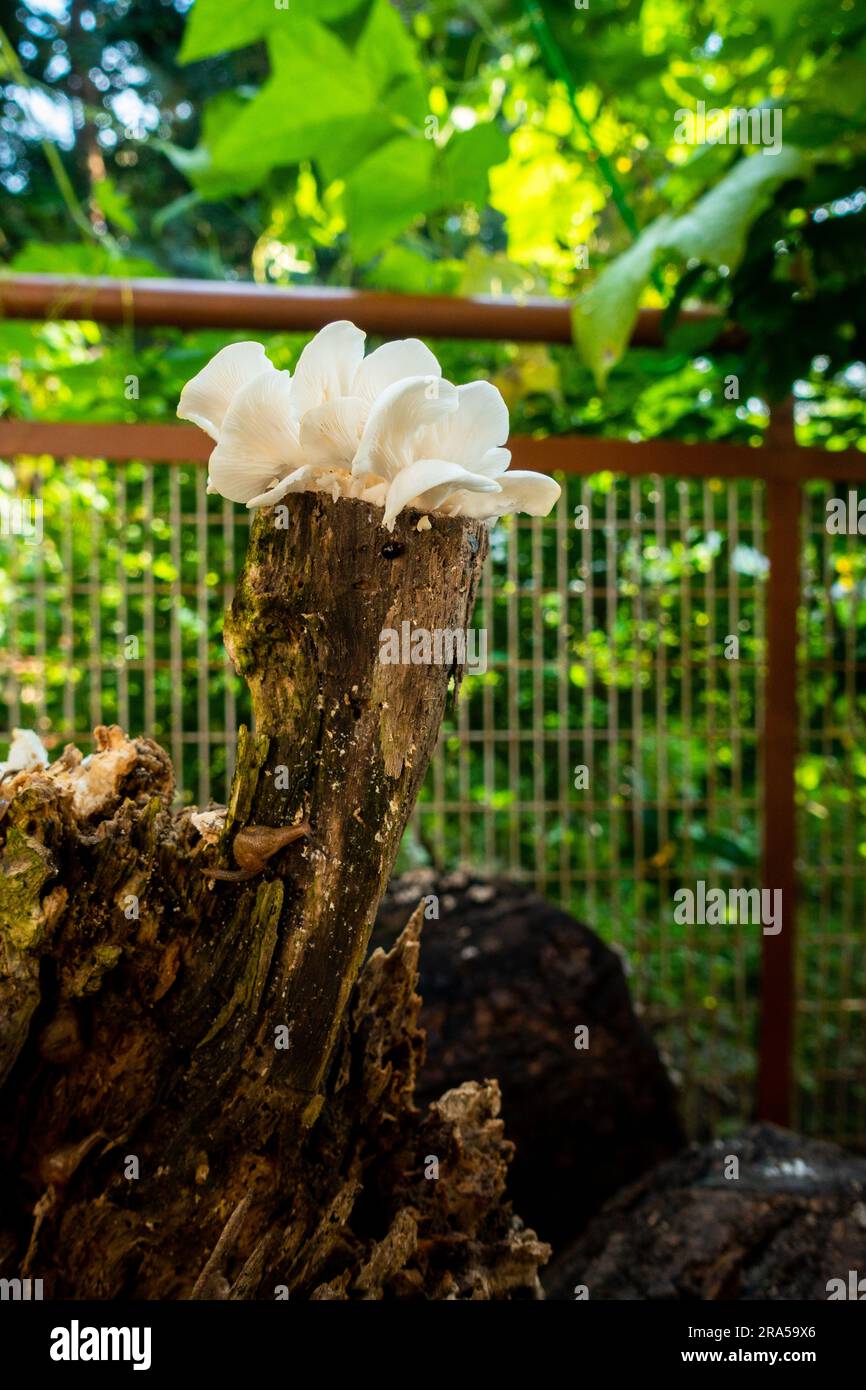 Indian fungal diversity hi-res stock photography and images - Alamy