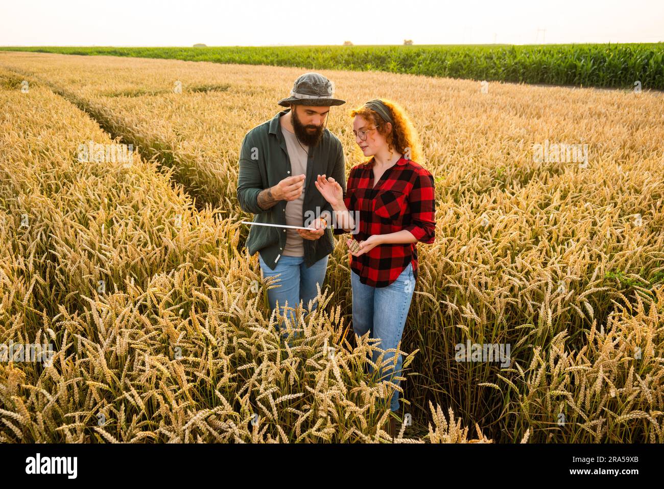 Family agricultural occupation. Man and woman are cultivating wheat ...