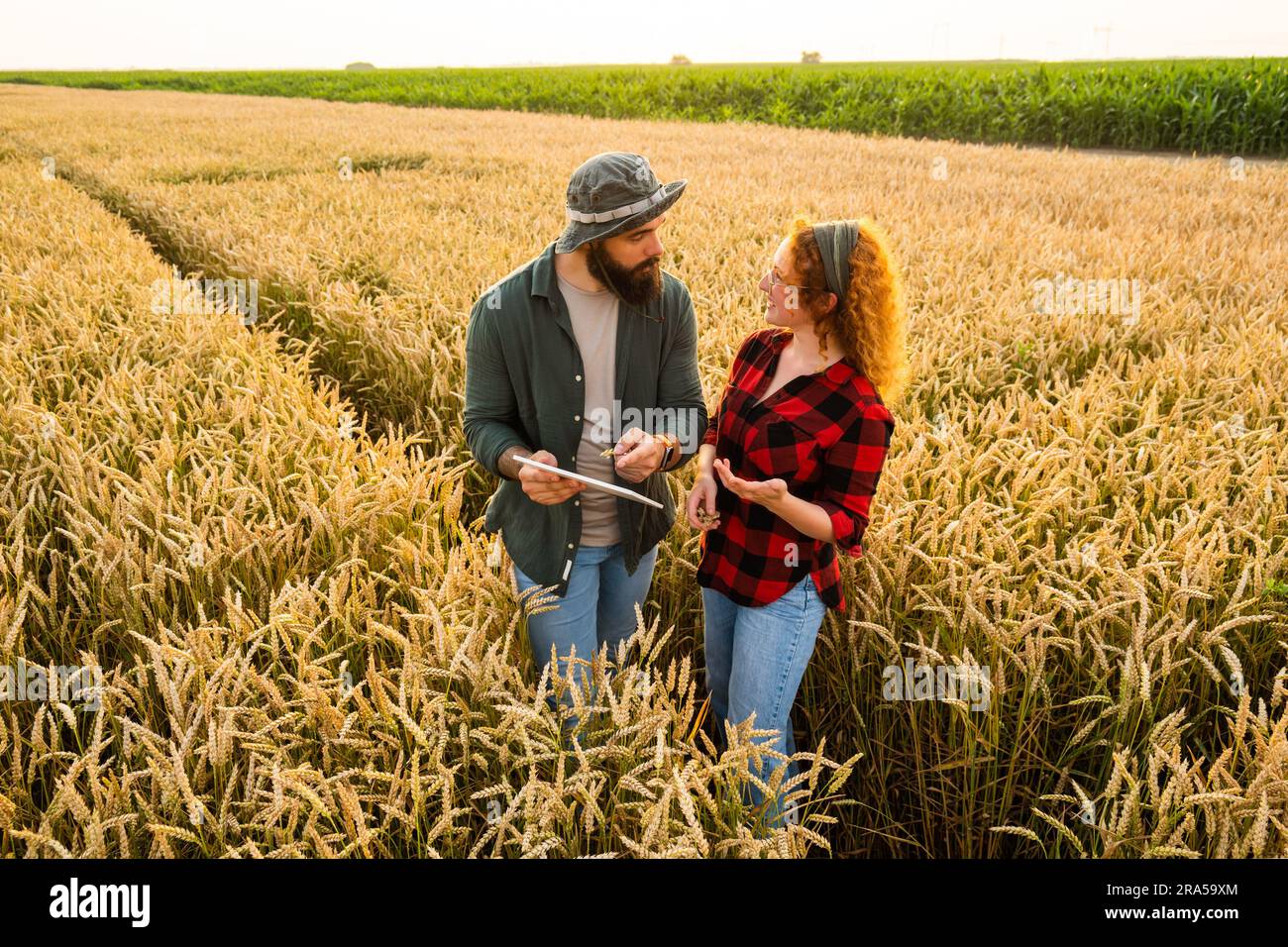 Family agricultural occupation. Man and woman are cultivating wheat. They are examining progress ...