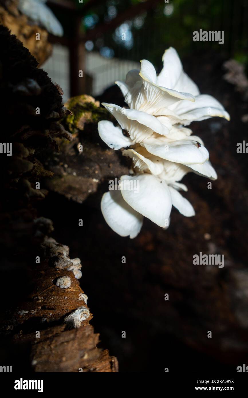 Ductifera pululahuanaIt Mushroom commonly know as Pale jelly roll ...