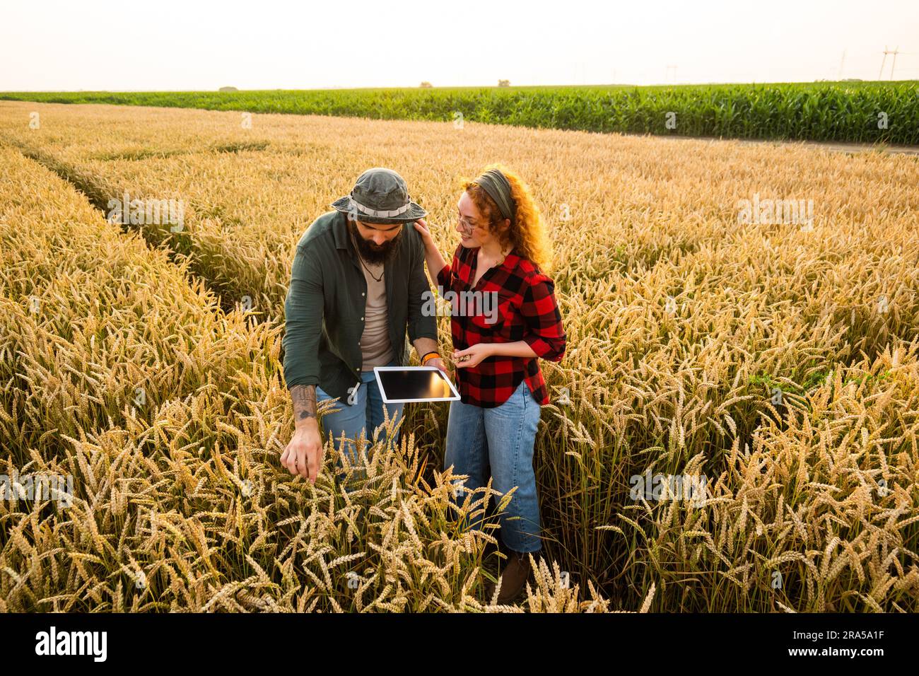 Family agricultural occupation. Man and woman are cultivating wheat. They are examining progress ...
