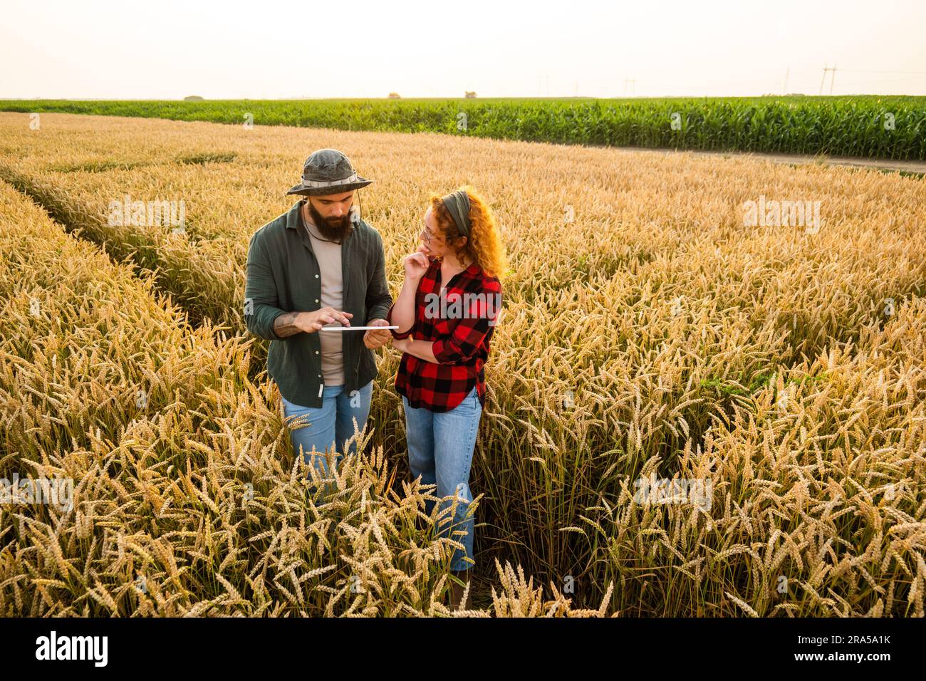 Family agricultural occupation. Man and woman are cultivating wheat ...
