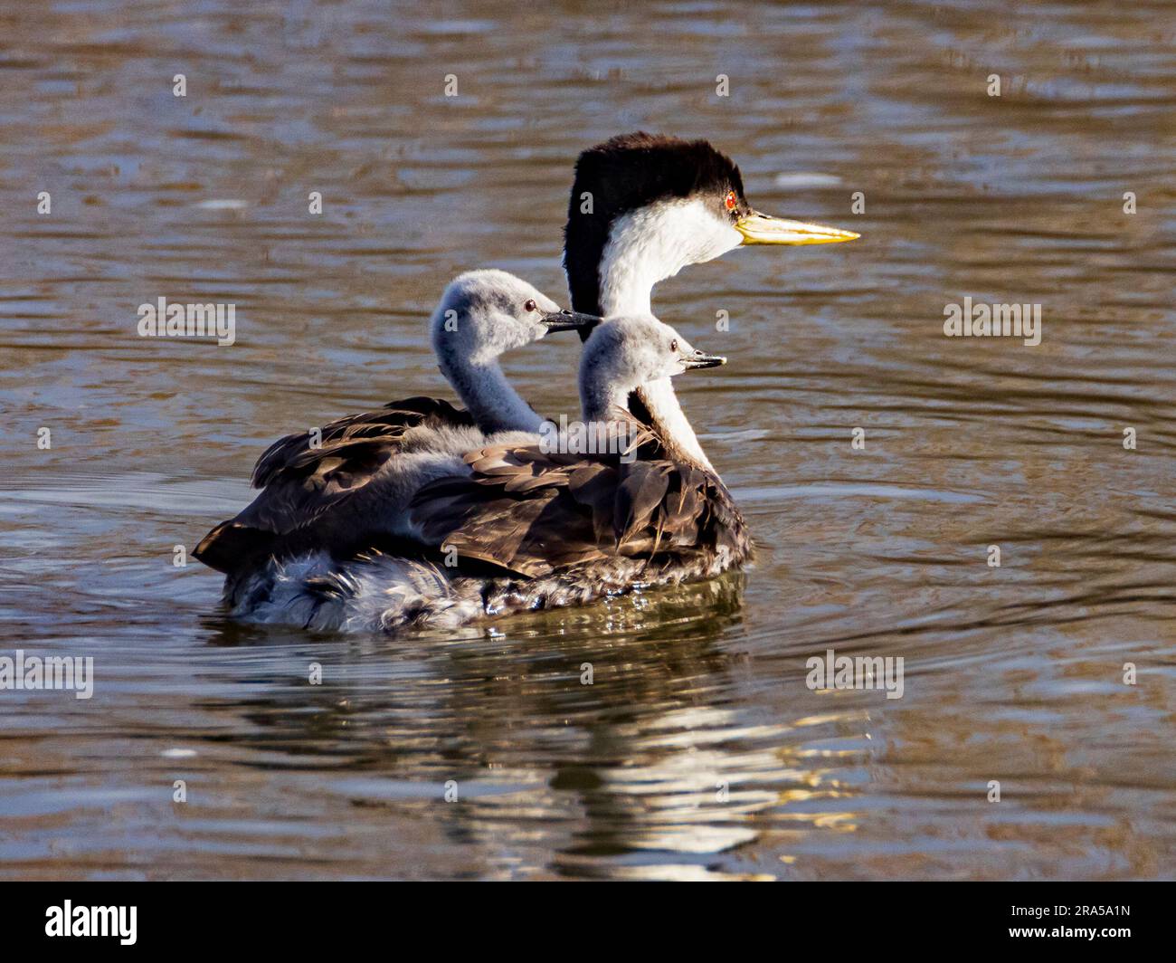 Two Western Grebe chicks(Aechmophorus occidentalis)ride on the back of ...