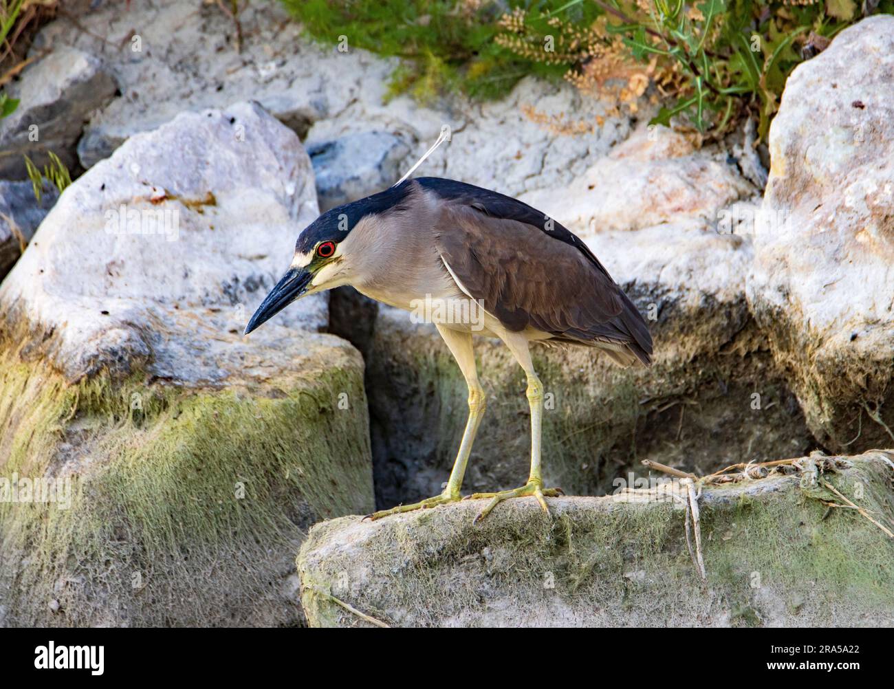 A Black-crowned Night-Heron (Nycticorax nycticorax) watches for fish in ...