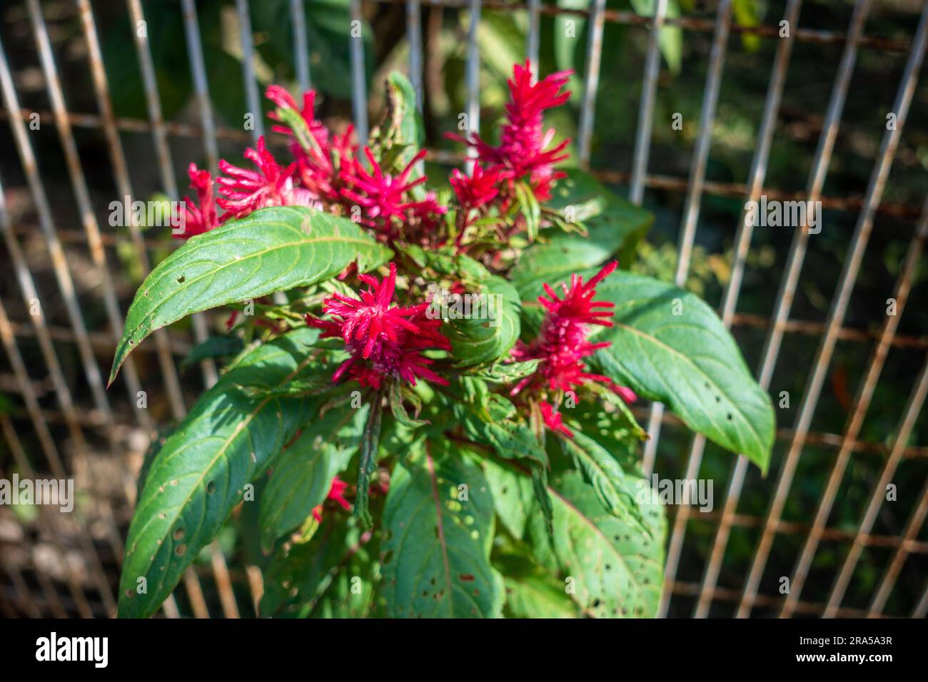 Magenta Cockscomb, celosia leaves and flower. Celosia is a small genus ...