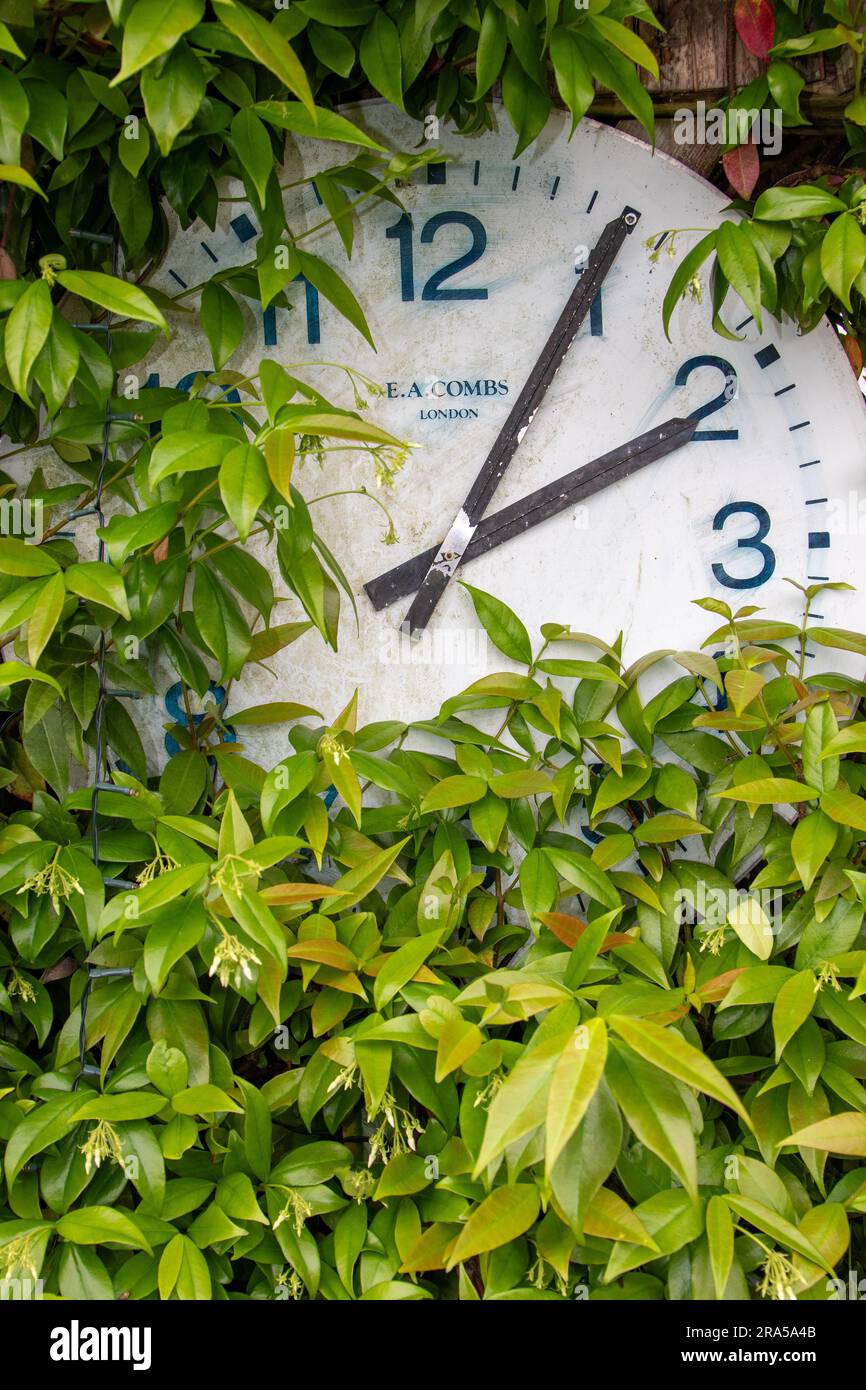 A simple clock face mounted in a garden with greenery growing over and ...