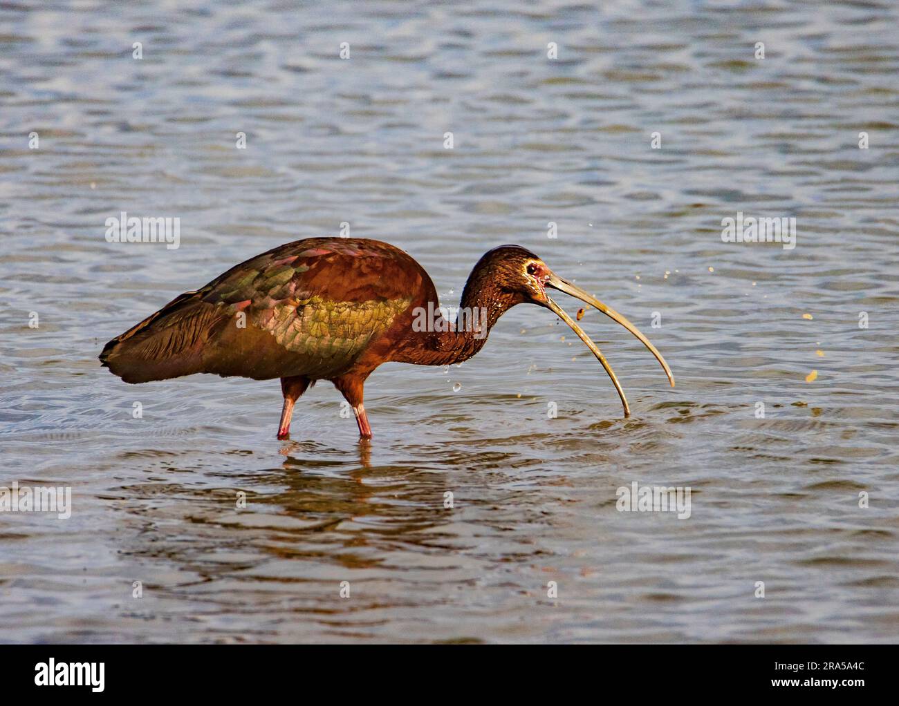 A White-faced Ibis (Plegadis chihi) flips a morsel of food in its mouth ...