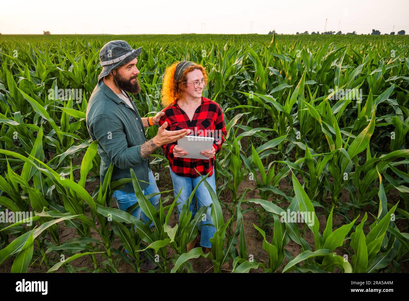 Family agricultural occupation. Man and woman are cultivating corn ...