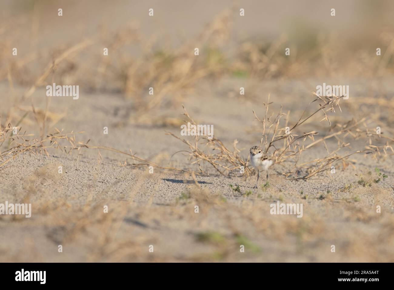 Wader or shorebirds, Kentish plover chick on the beach Stock Photo - Alamy