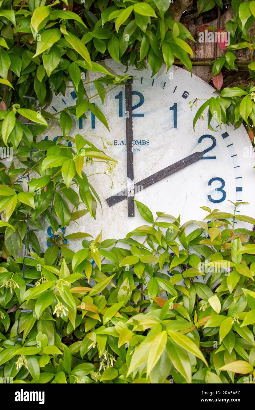 A simple clock face mounted in a garden with greenery growing over and ...