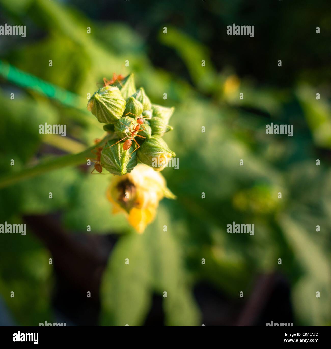 Macro shot of red ants on a flower with out of focus background ...