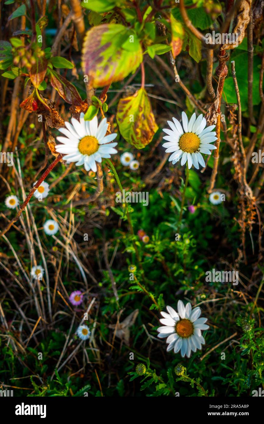 Leucanthemum vulgare, commonly known as the ox-eye daisy flowers in ...