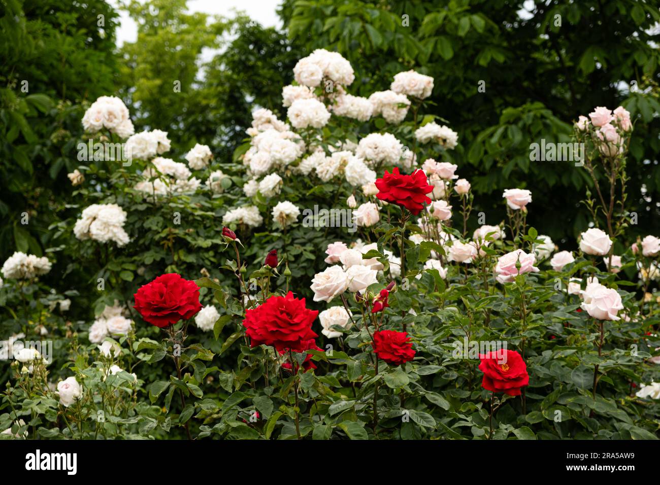 Lots of red and white roses in the garden. Gardening, growing roses ...