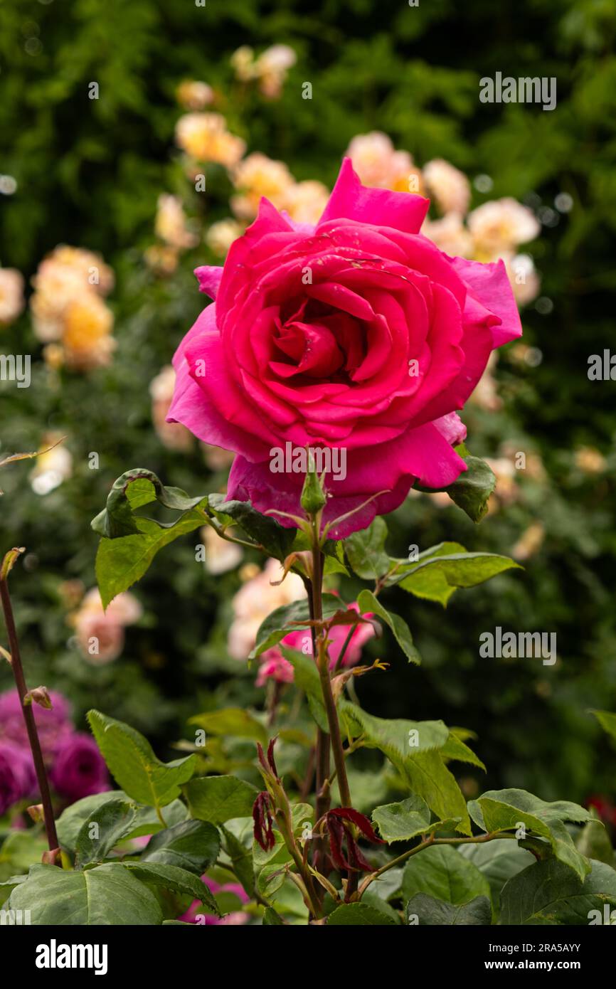 Pink hybrid tea rose hi-res stock photography and images - Alamy