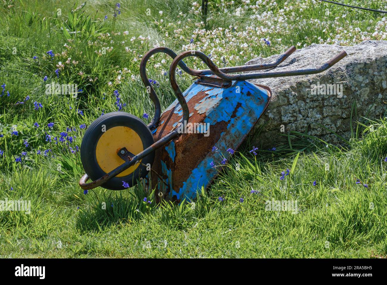 Close up of old blue rusted overturned wheelbarrow with peeling paint ...