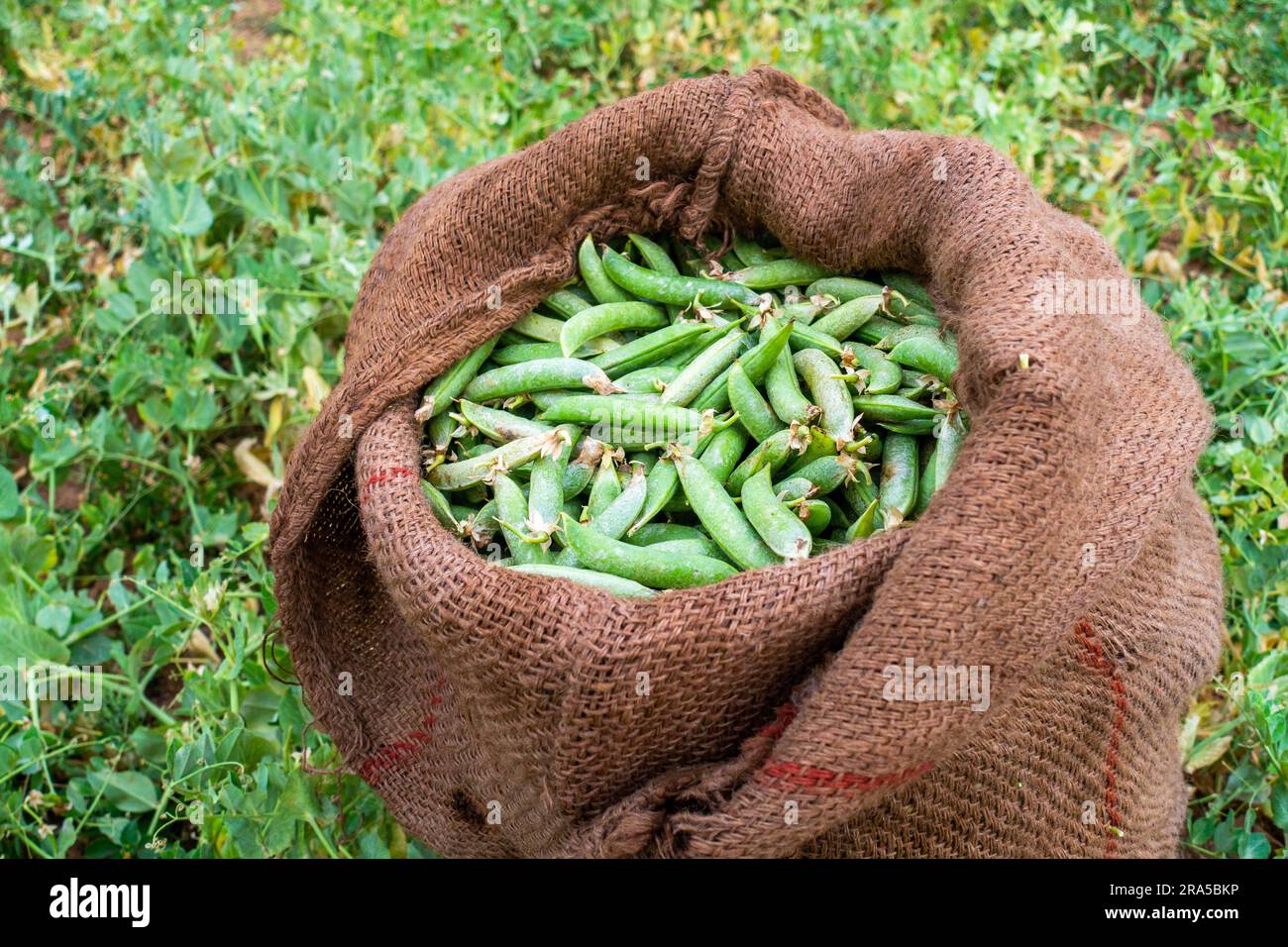 Organic Green Pea (Pisum sativum) farming and harvesting in the ...