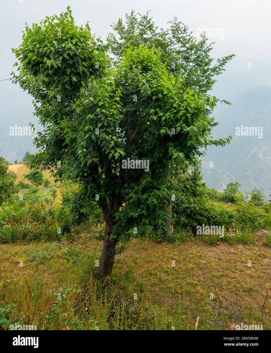 A fully grown Paper Mulberry tree in the Himalayan region of ...