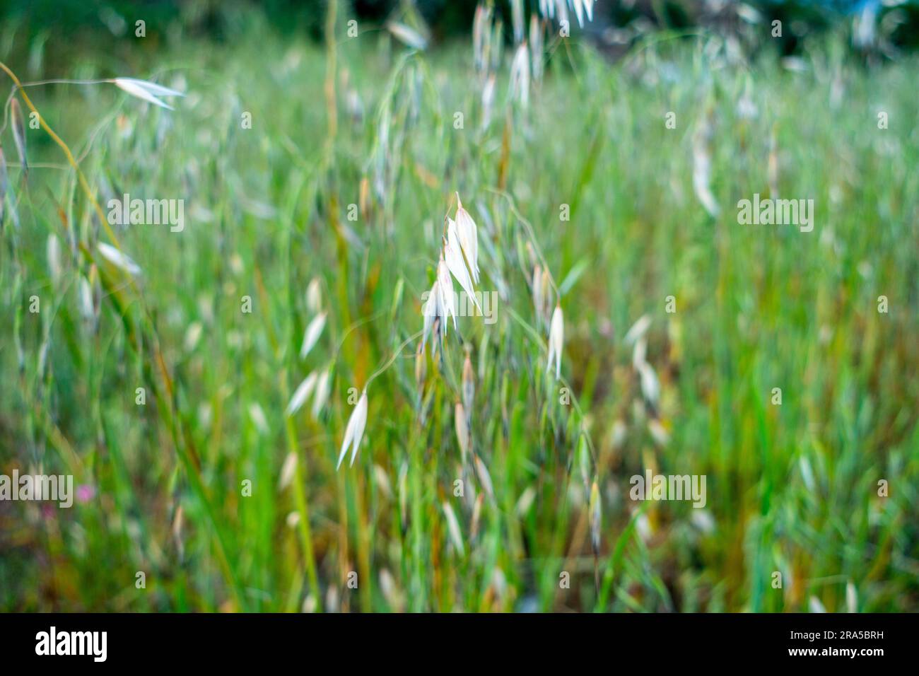 Close up shot of Avena sterilis , a species of grass weed whose seeds ...